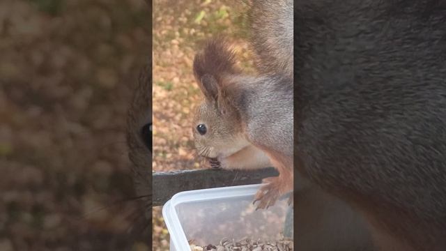 Умная белка