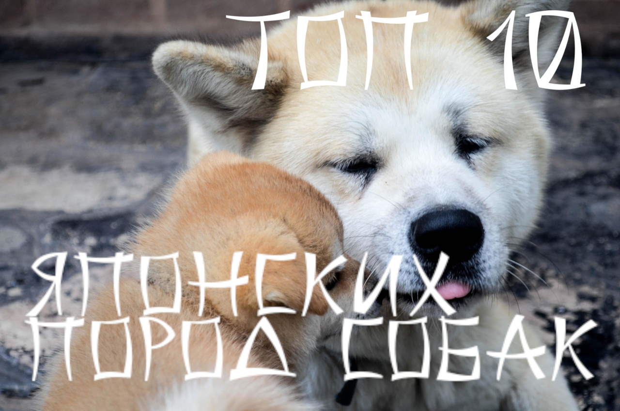 ТОП 10 Удивительных японских пород собак