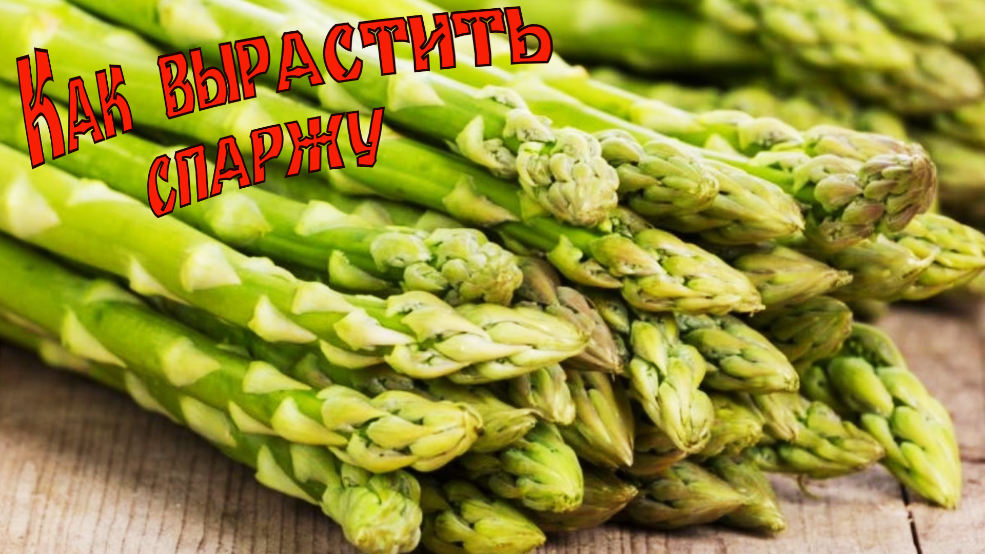 Как вырастить спаржу (аспарагус) на своем участке. Asparagus cultivation.