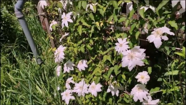 2022 хатка май июнь