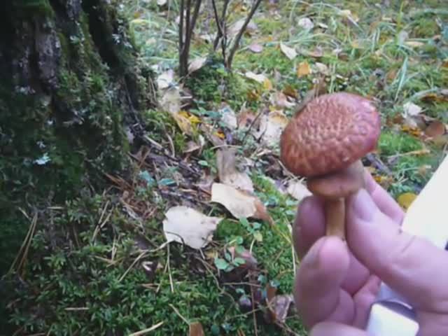 Грибная тайга. Сибирские маслята