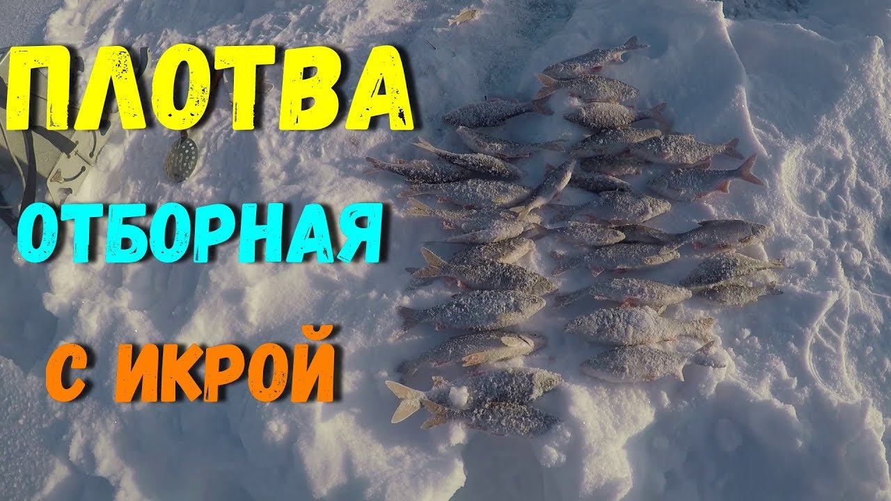 РЫБАЛКА ЧУДСКОЕ ОЗЕРО  ОТБОРНАЯ ПЛОТВА С ИКРОЙ! НАЛИМЬЯ СНАСТЬ.