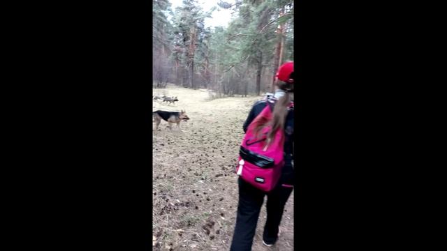 Собаки питомника Гордость моя (Баранкулова С.)