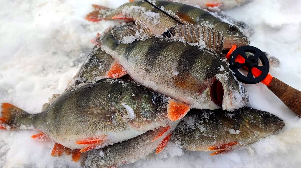 ВОТ ЭТО НАДУБАСИЛИ РЫБЫ!!! Окуни горбачи, щука на жерлицы. Зимняя рыбалка 2023