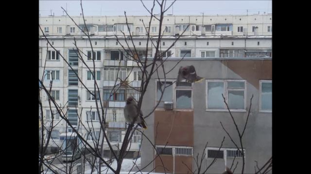 Стихи. Свиристельская дума. Татьяна Логиновская.