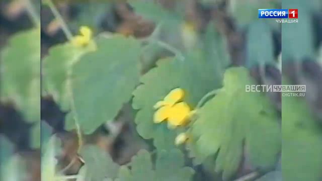 Вит.Адюков Ах аттесем ах аннесем