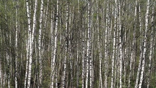 Туристические маршруты по Лосиному острову внутри Москвы