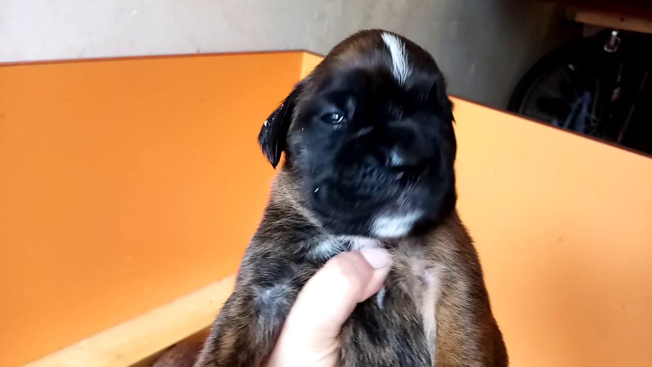 Щенки немецкого боксера "Н" - помет "в Зените Удачи", 2 недели.