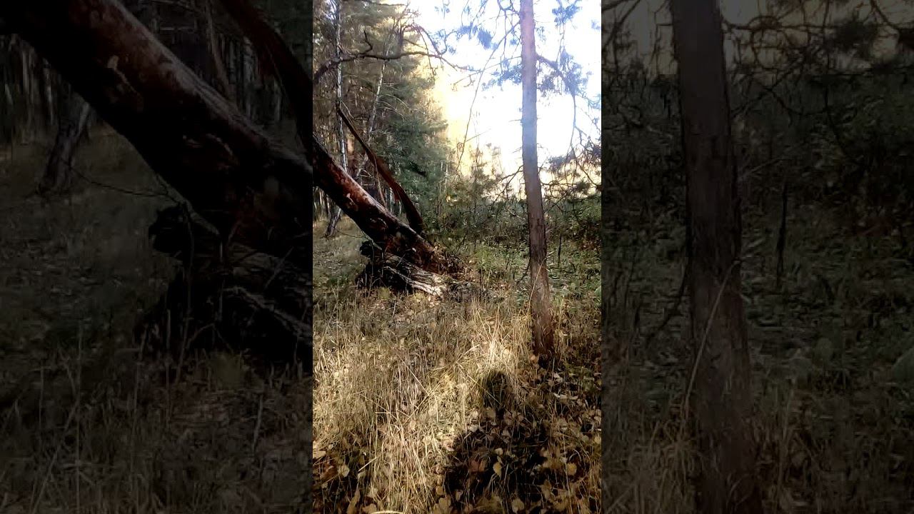 05.10.19. Осенний лес