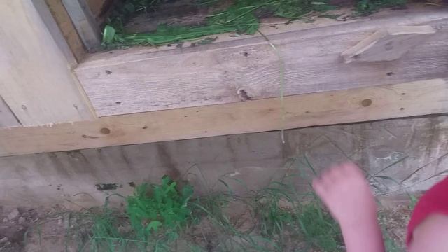 Погружаемся в атмосферу сельской жизни. Пес, кот и кролик