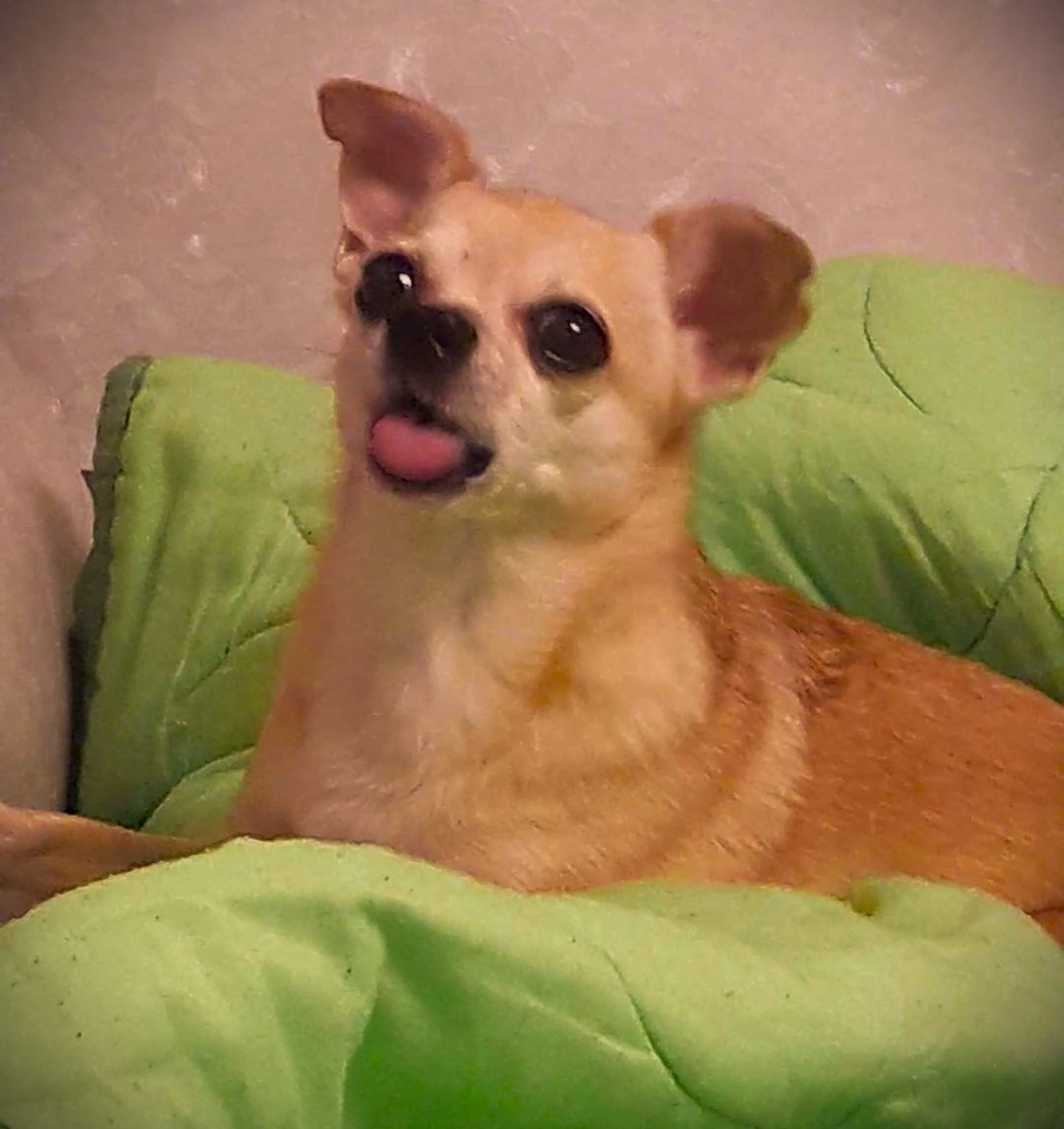 #Чихуахуа #Смайлик #собаки #любимый
Купили чихуёныша, ура!