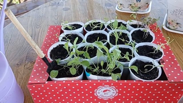 Хрустальная ромашка