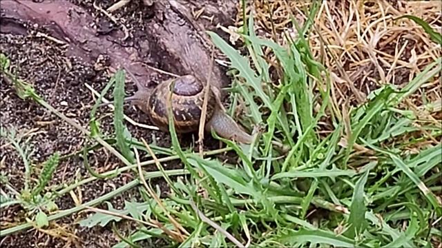 после дождя улитка гуляет под присмотром кота