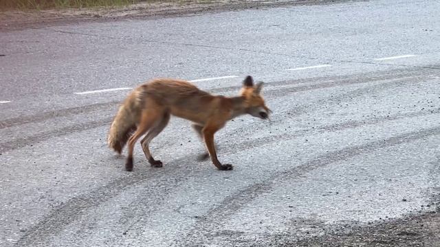 27.06.2024 Лис на Самотлоре🦊