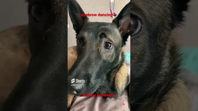 танцующие брови