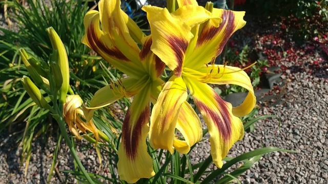 Мой любимый цветок - лилейник