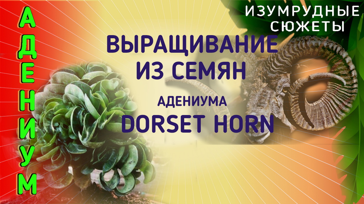 Выращивание  Адениума DORSET HORN Из Семян.  Вопросы и ответы..