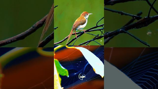 Полосатокрылая приния / Prinia familiaris. Голос птицы