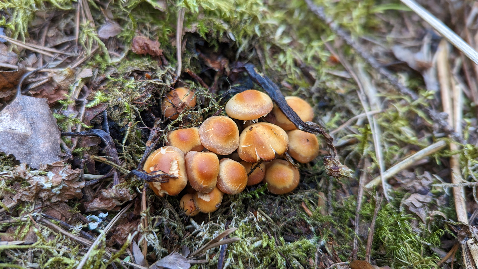 Опёнок летний (Kuehneromyces mutabilis). Пробуем на вкус июньские опята.
