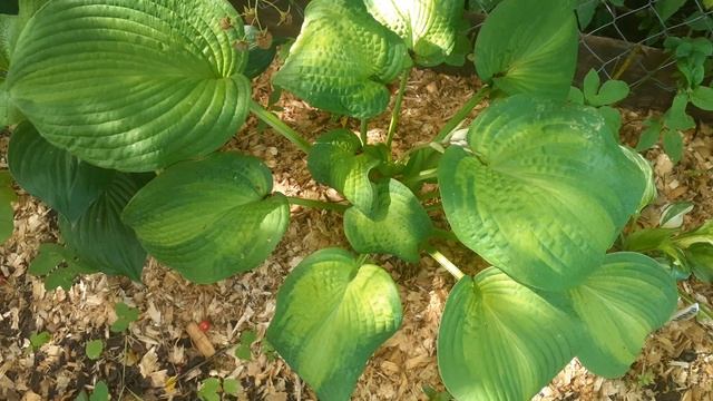 хоста BROTHER STEFAN