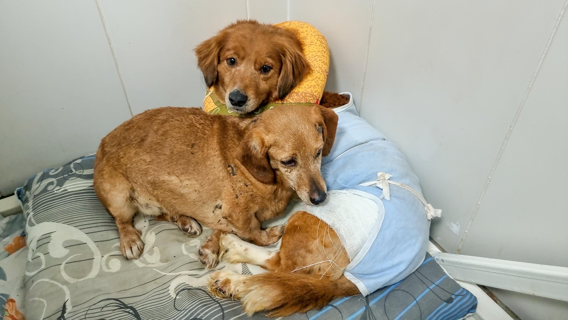 ?Спасаем собак пострадавших на пожаре?Возвращение домой спустя месяц лечения. Собаки боятся пожара