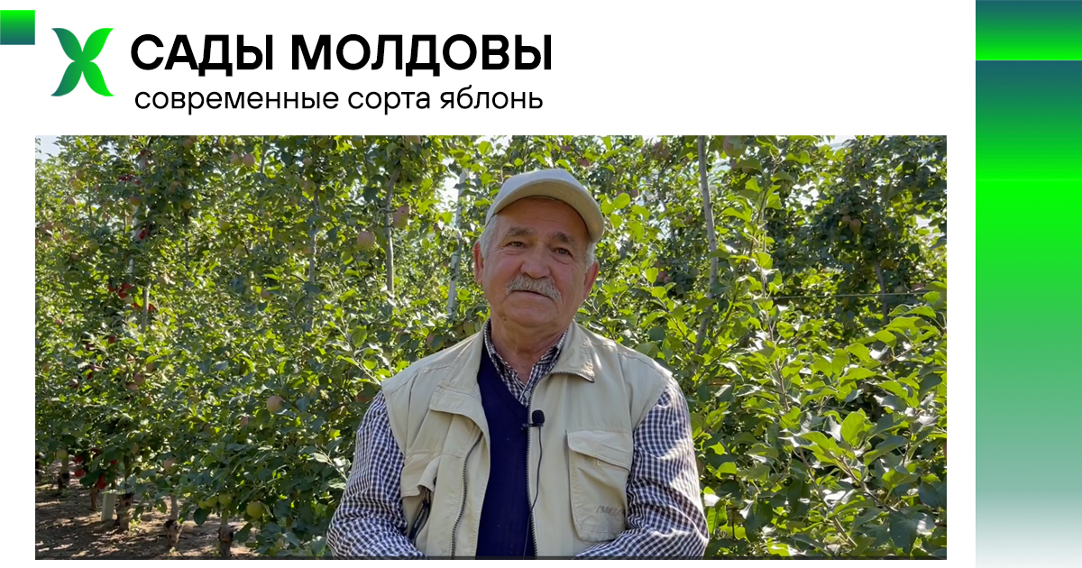 Современные сорта яблок в садах Молдовы/Сладкие сорта яблок