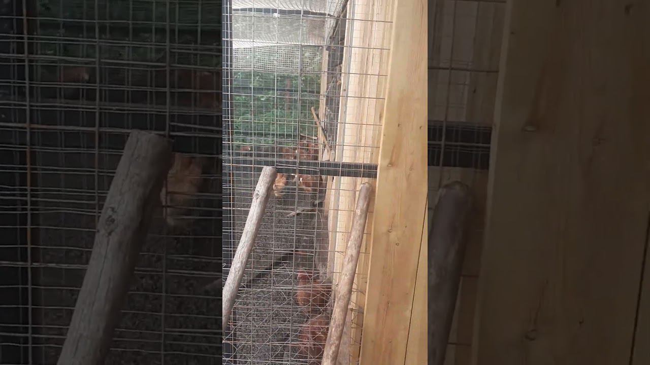 куры под дождем