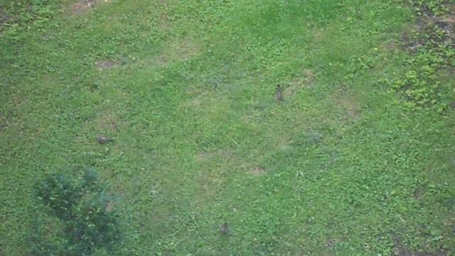 Без звука. Дрозды рябинники на выпасе.DSCN5545