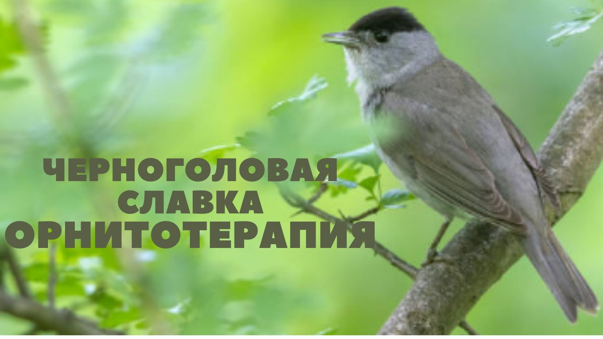 Черноголовая славка - орнитотерапия (лечение пением птиц)