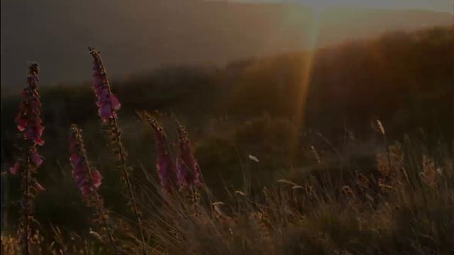 Плачьте с плачущими.