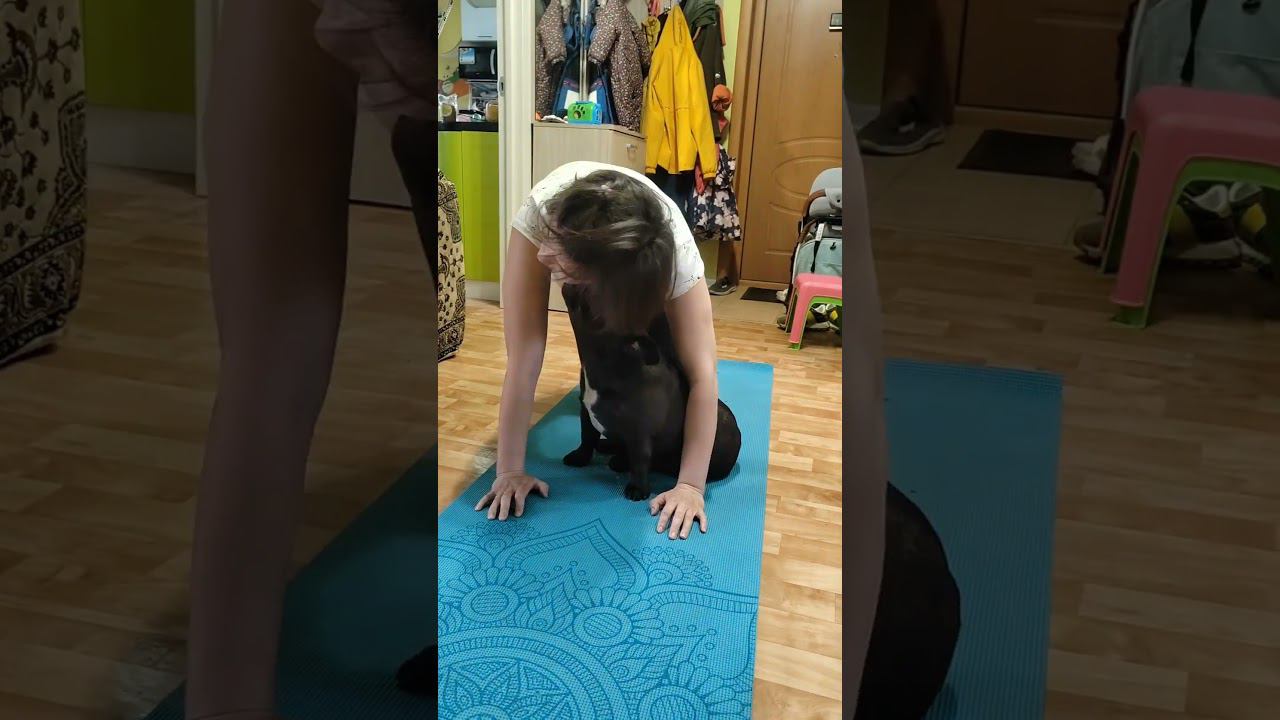 Кошечка и собачка #кошечка #французскийбульдог #винтик #frenchbuldog #упражения #фитнес #гимнастика