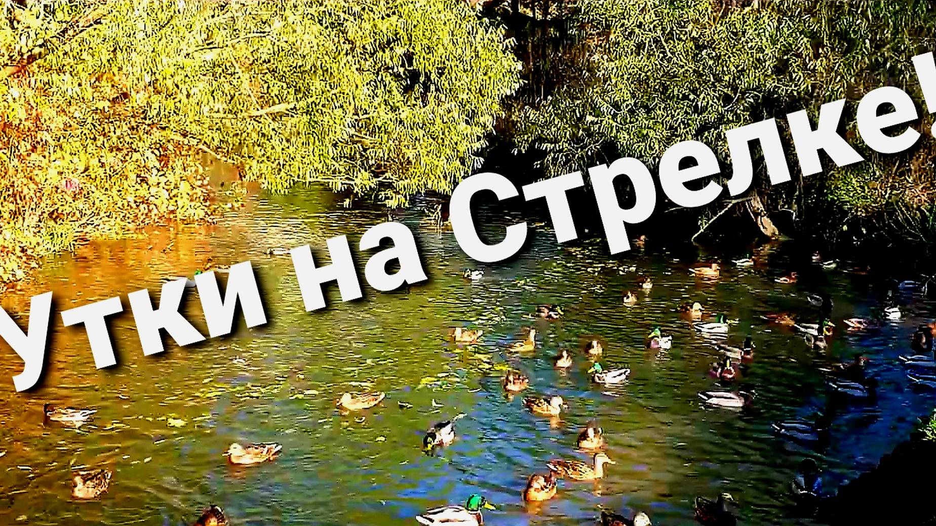 Стая уток на реке Стрелка. Совсем ручные! Ленинградская область, октябрь 2023