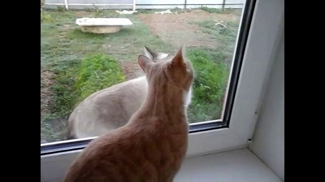 Смотрины.mp4