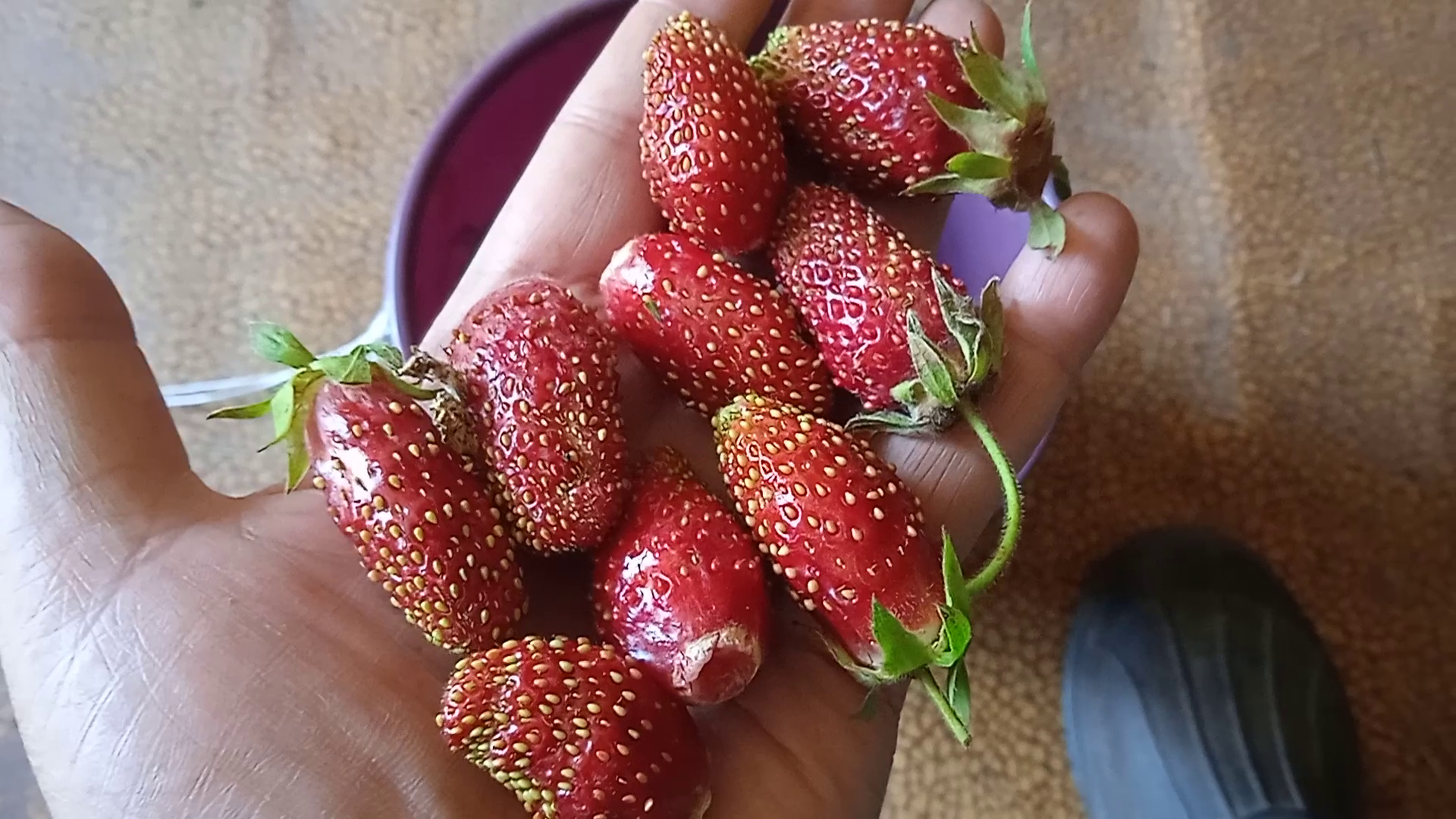 Обзор земклуники Купчиха