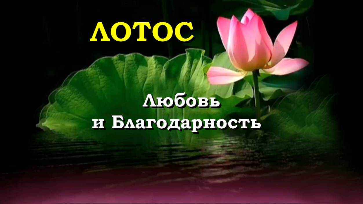 Любовь и Благодарность)