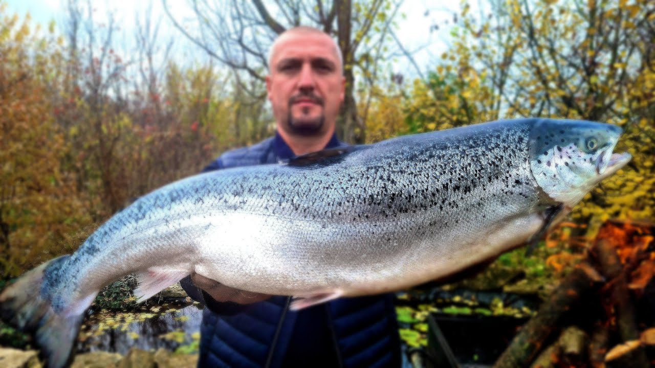 Лосось на мангале - Шашлык из рыбы