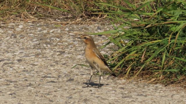 Каменка_#2, Крылатское, 07 сентября 2024