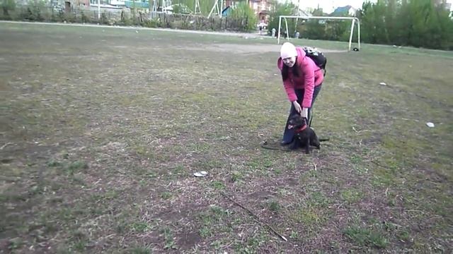 Стаффордширский бультерьер ЗКС