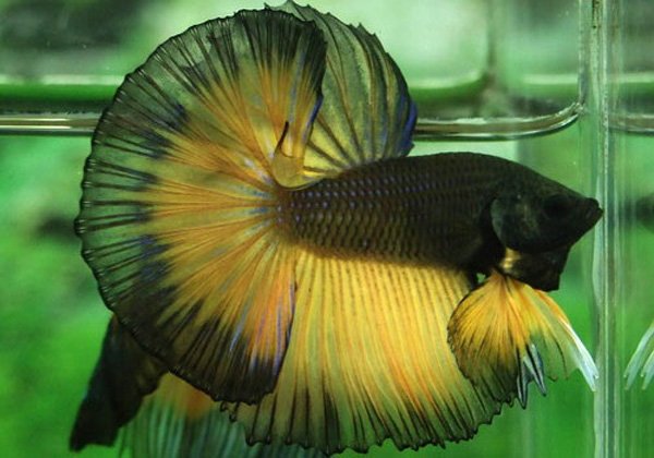 Петушок HalfMoon ГОРЧИЧНЫЙ ГАЗ. Ответы на вопросы подписчиков