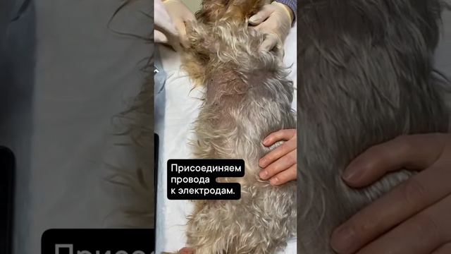 Как закрепить электроды кардиофлешки PetNet ECG на теле животного?