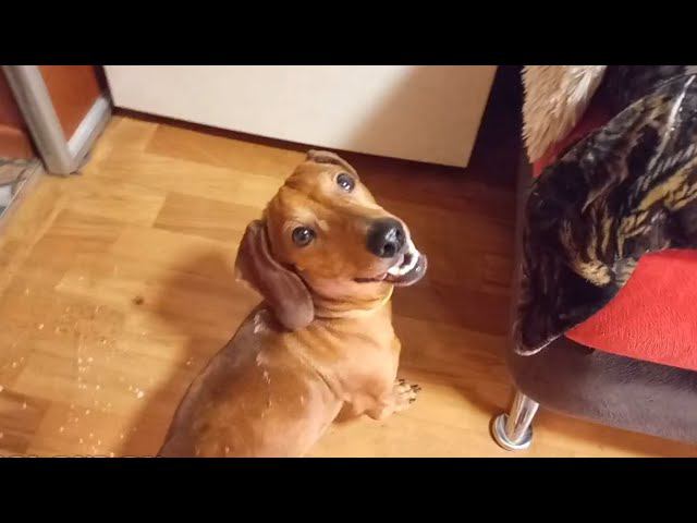 Неугомонный Радар находит занятия и себе и мне )