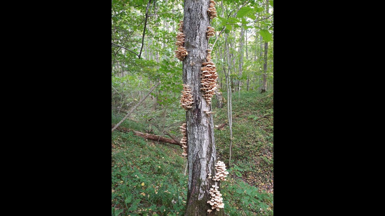 Как я два раза пытался грибов набрать