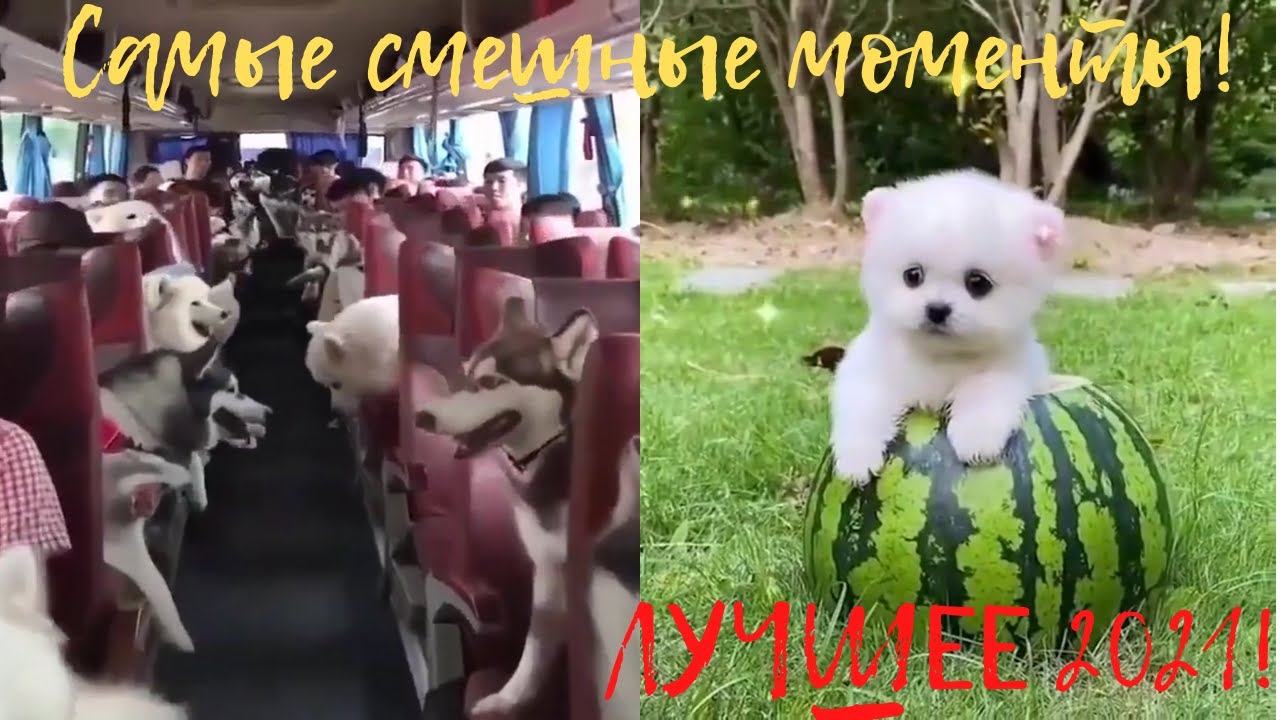 Смешные кошки и собаки 2022! - Лучшие приколы с котами №7