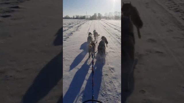 Морозная треня