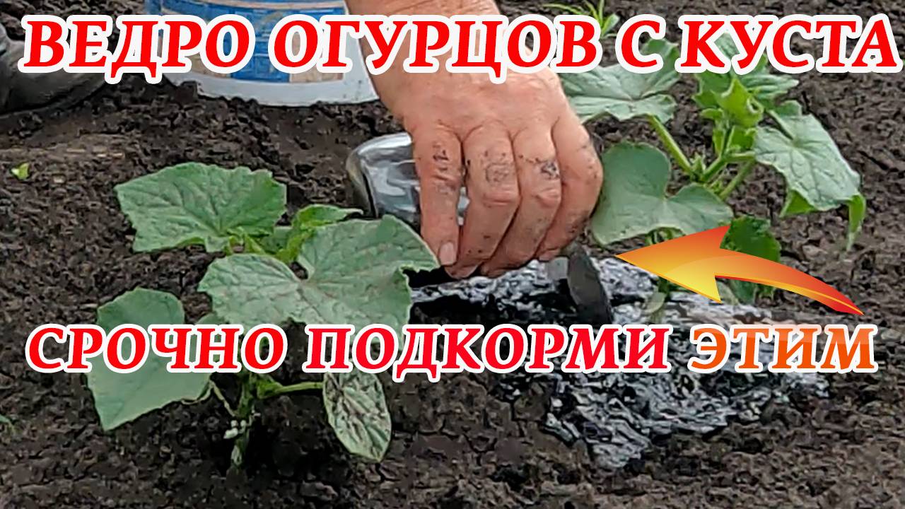 СУПЕР ПОДКОРМКА для ОГУРЦОВ и ПОМИДОРОВ!!! Огурцы и помидоры будут плодоносить непрерывно!!!