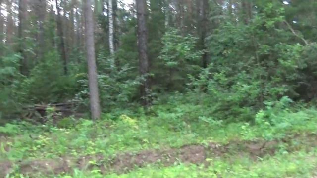 #Кировский лес Обзор