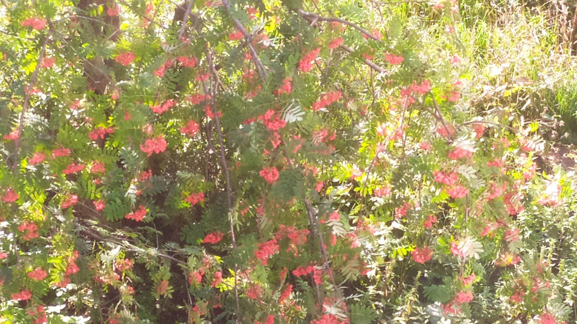 ОСЕНЬ. СТИХИ НИНЫ НОЖНОВОЙ.