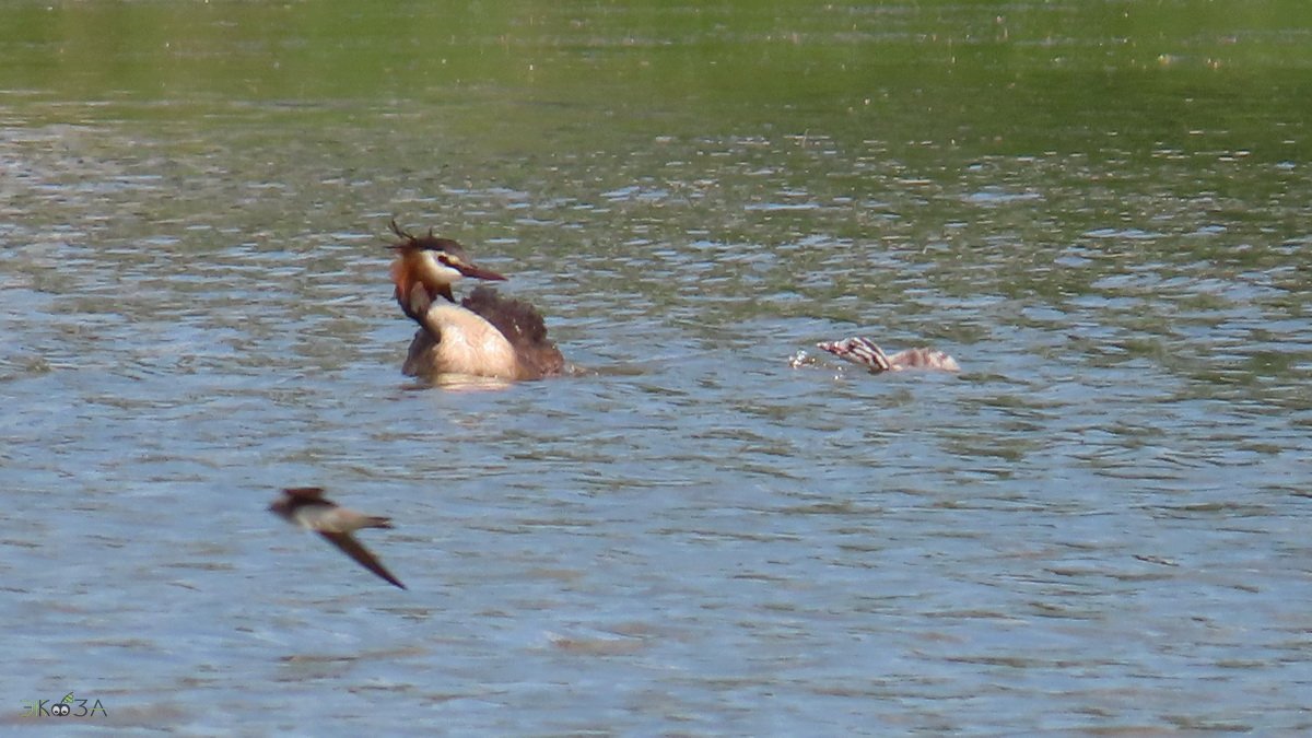Чомга и птенец. Хочу на спину, кататься!