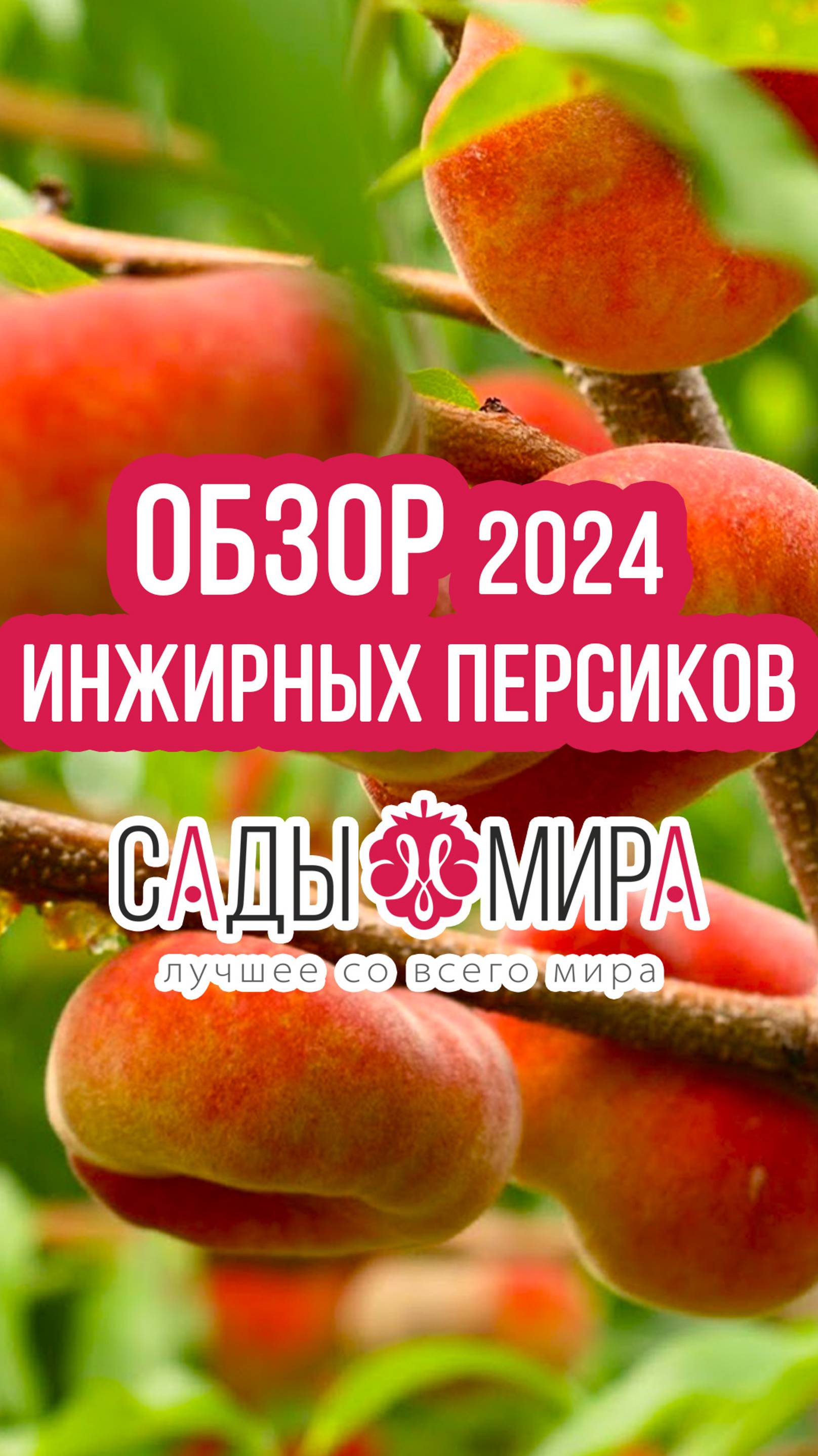 Обзор инжирных персиков. Часть 4