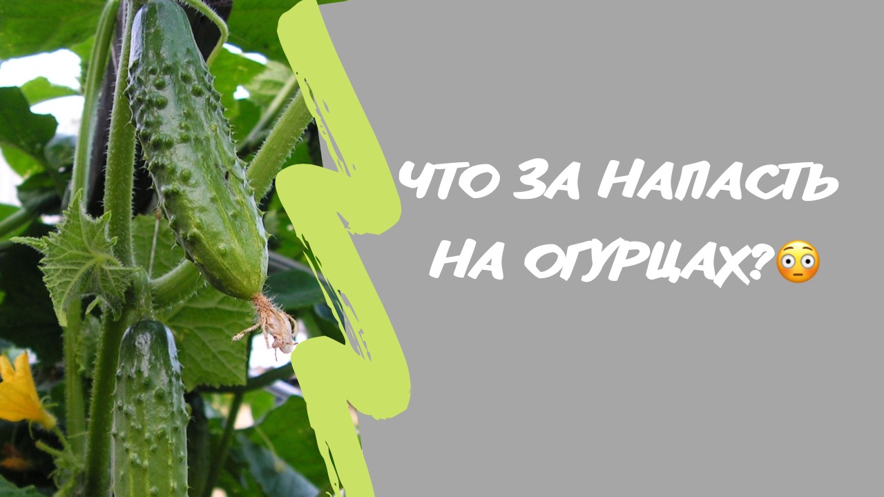 Что за напасть на огурцах????
